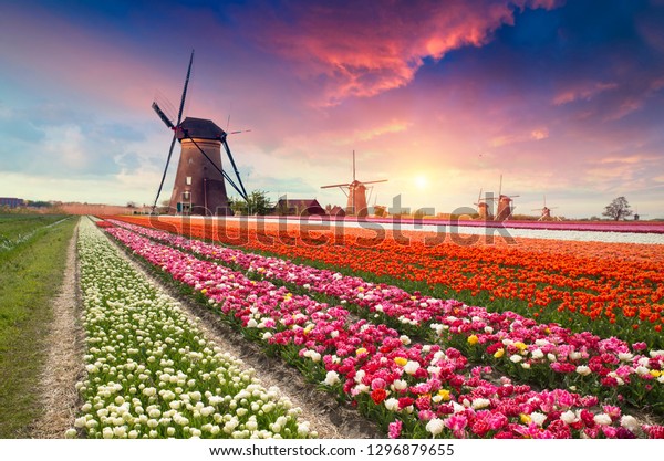 Dramatic Spring Scene On Tulip Farm Stock Photo (Edit Now) 1296879655