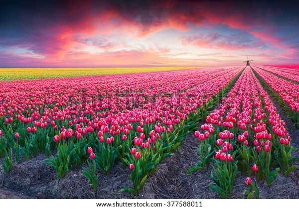 Dramatic Spring Scene On Tulip Farm Stock Photo 377588011 | Shutterstock