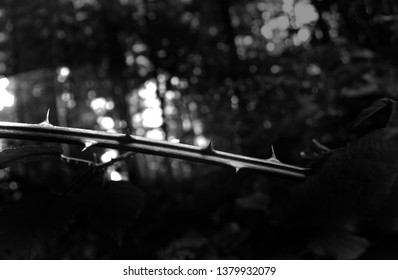 Stock Photo and Image Portfolio by christyann | Shutterstock