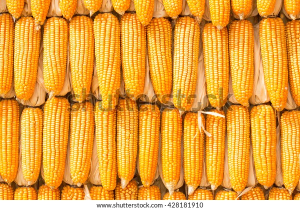 Dried Corn Bundle Together Background Stock Photo 428181910 | Shutterstock