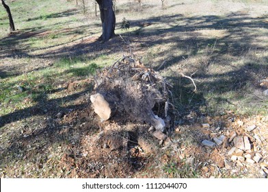 Dried Dead Tree Root Stock Photo 1112044070 | Shutterstock