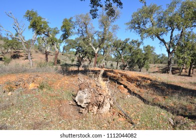 Dried Dead Tree Root 스톡 사진 1112044091 | Shutterstock