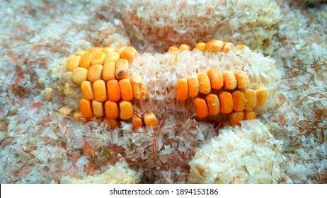 764 Corn Cob Empty Images, Stock Photos & Vectors | Shutterstock