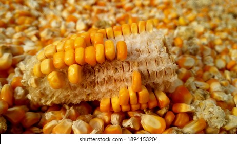 764 Corn Cob Empty Images, Stock Photos & Vectors | Shutterstock