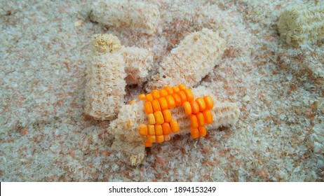 764 Corn Cob Empty Images, Stock Photos & Vectors | Shutterstock