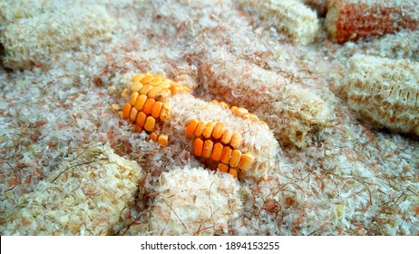 764 Corn Cob Empty Images, Stock Photos & Vectors | Shutterstock