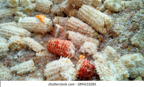 764 Corn Cob Empty Images, Stock Photos & Vectors | Shutterstock