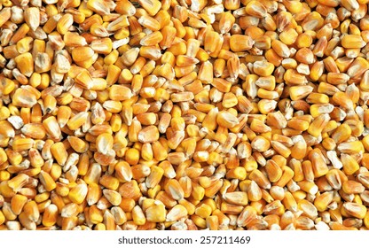 Corn Kernels Spread All Over Surface Stock Photo 1714524763 | Shutterstock
