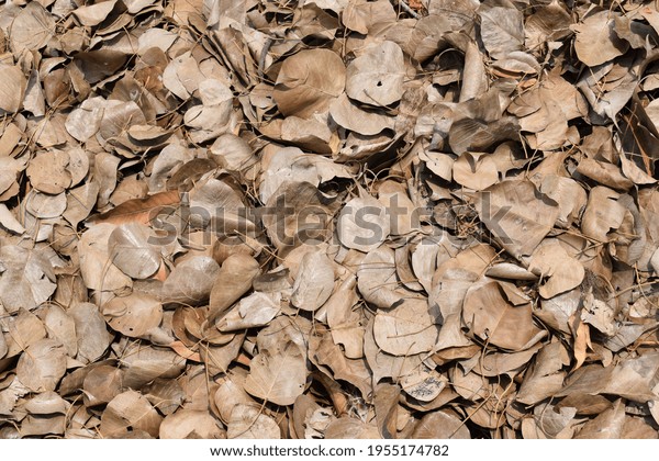 Dried Leaves Pattern Ground Captured Garden Stock Photo 1955174782 ...