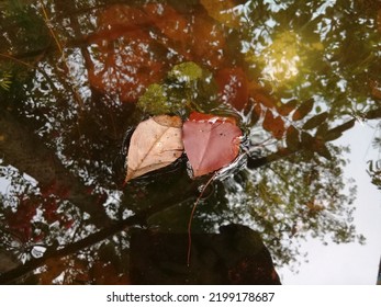 Dried Leaves That Fall Float Water Stock Photo 2199178687 | Shutterstock