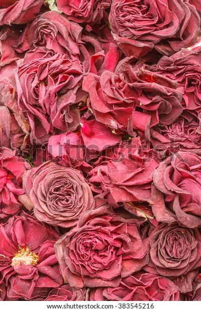 Dried Roses Background Stock Photo 383545216 | Shutterstock