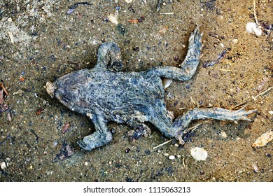 60 Smashed Frog Images, Stock Photos & Vectors | Shutterstock