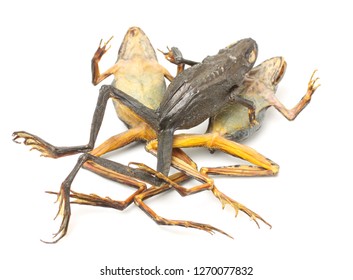 Dried Toads Isolated On White Backgrounddried Stock Photo 1270077832 ...