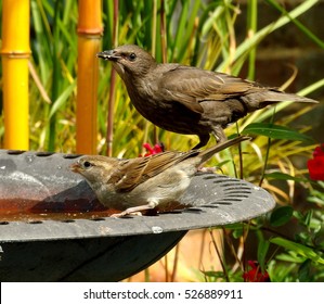 63,505 Bird drinking Images, Stock Photos & Vectors | Shutterstock