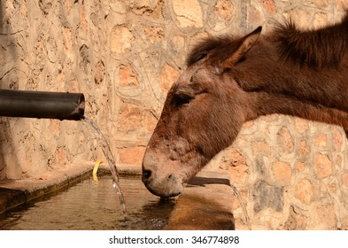 911 Donkey drinking Images, Stock Photos & Vectors | Shutterstock