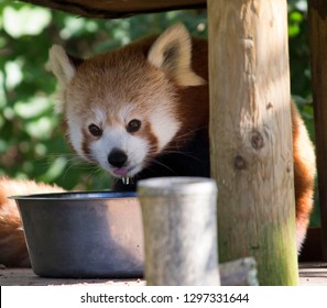 Drinking Red Panda Stock Photo 1297331644 | Shutterstock
