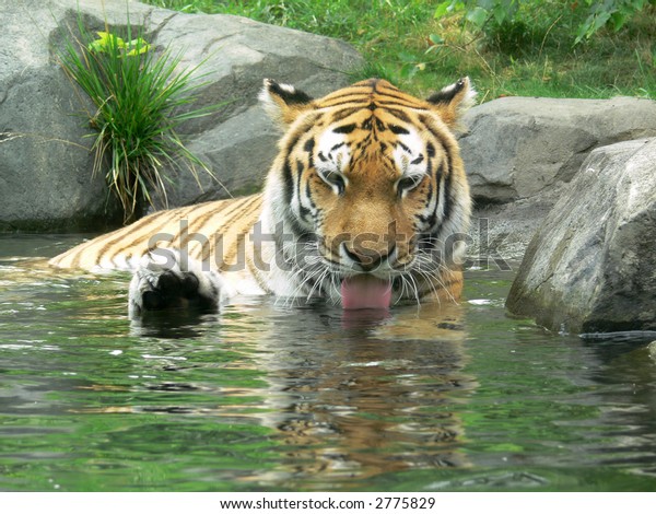 Drinking Tiger Stock Photo (Edit Now) 2775829