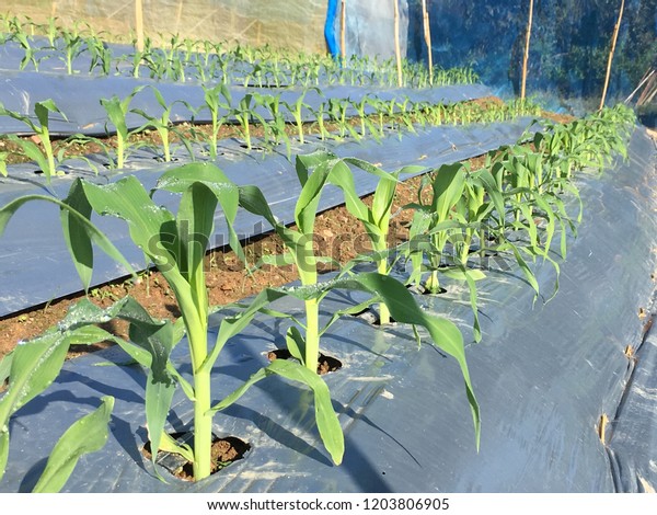 Drip Irrigation System Corn Stock Photo 1203806905 | Shutterstock