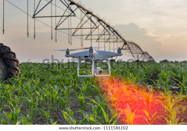 Drone Flying Mapping Corn Field Front Stock Photo (Edit Now) 1111586102