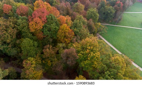 Drop Down View Tree Tops Starting Stock Photo 1590893683 | Shutterstock