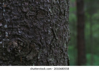 2,954 Pine tar Stock Photos, Images & Photography | Shutterstock