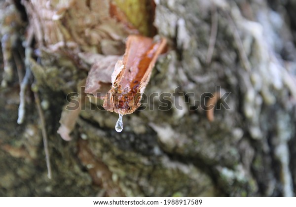 Drop Sap Pine Tree Stock Photo (Edit Now) 1988917589