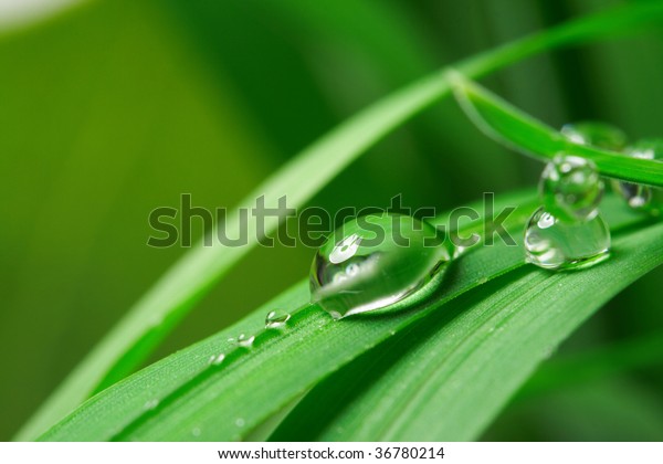 Drops Green Grass Stock Photo (Edit Now) 36780214