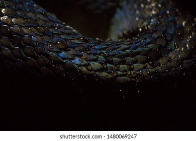 57 Amethyst python Images, Stock Photos & Vectors | Shutterstock