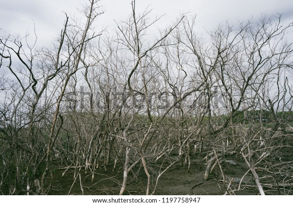 Drought Mangrove Texture Backhground Split Toning Stock Photo ...