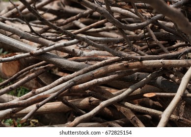 558,534 Drying Branch Images, Stock Photos & Vectors | Shutterstock