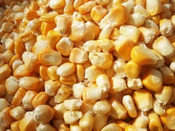 Young raw corn cobs containing corn, cob, and background, a Food ...