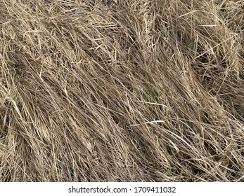 Dry Grass Background Dry Grass Texture Stock Photo 1709411032 ...