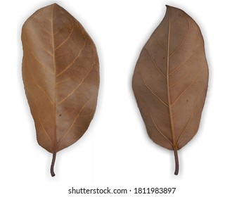 Dry Leaf Front Back Side On Stock Photo 1811983897 | Shutterstock