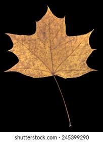 23,661 Rotten leaf Images, Stock Photos & Vectors | Shutterstock
