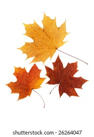7,749 3 maple leaves Images, Stock Photos & Vectors | Shutterstock