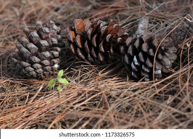 Pine Corn Images, Stock Photos & Vectors | Shutterstock