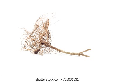 Dry Root Tree Isolated On White Stock Photo (Edit Now) 705036331