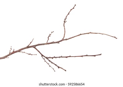 52,243 Thin branch Images, Stock Photos & Vectors | Shutterstock