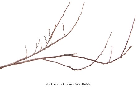 52,243 Thin branch Images, Stock Photos & Vectors | Shutterstock