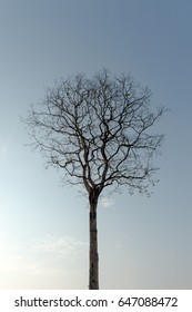 Dry Tree Stock Photo 647088472 | Shutterstock
