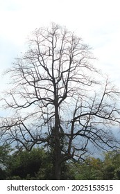 5,088 Reversed tree Images, Stock Photos & Vectors | Shutterstock