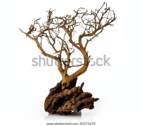 Dry Tree On White Background Stock Photo 83271670 | Shutterstock
