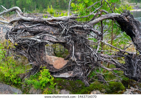 Dry Tree Root On Surface Northern Stock Photo 1463716070 | Shutterstock
