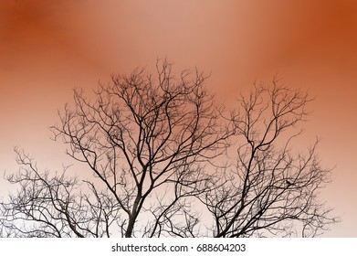 Dry Tree Sunset Background Stock Photo 688604203 | Shutterstock