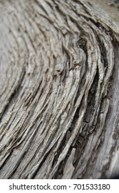 Dry Tree Texture Stock Photo 701533180 | Shutterstock
