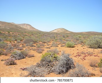 Grass Fields Richtersveld Stock Photo 1069742423 | Shutterstock