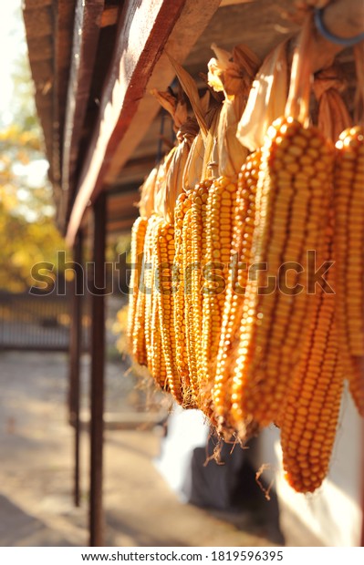 Drying Corn Suncorn Concept Stock Photo 1819596395 | Shutterstock