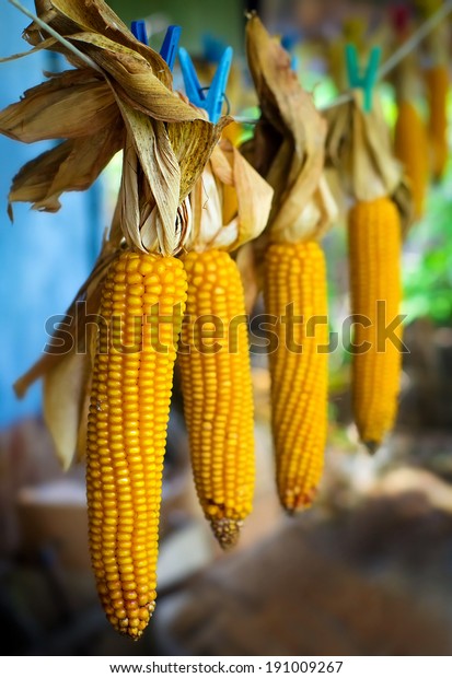 Drying Corn Under Canopy Stock Photo (Edit Now) 191009267