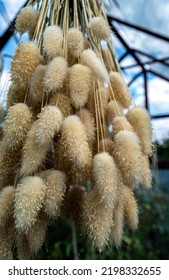 Drying Process Dried Plant Lagurus Ovatus Stock Photo 2198332655 ...