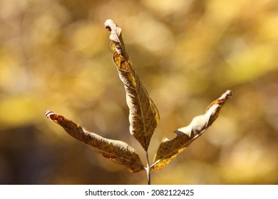 1,453 Three lobed leaves Images, Stock Photos & Vectors | Shutterstock